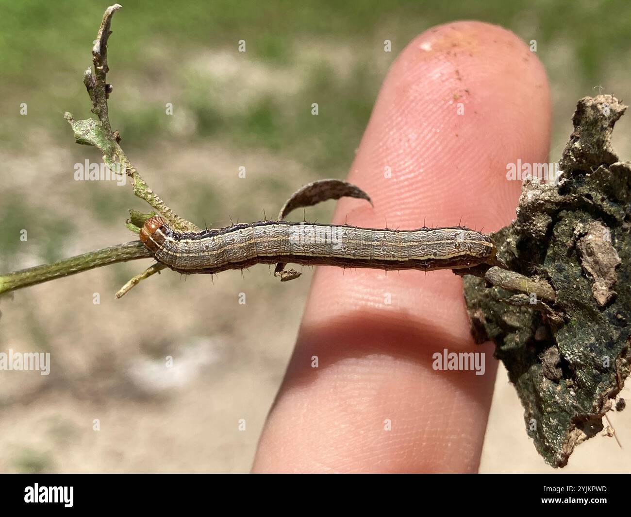 Fall Armyworm Moth (Spodoptera frugiperda Stock Photo - Alamy