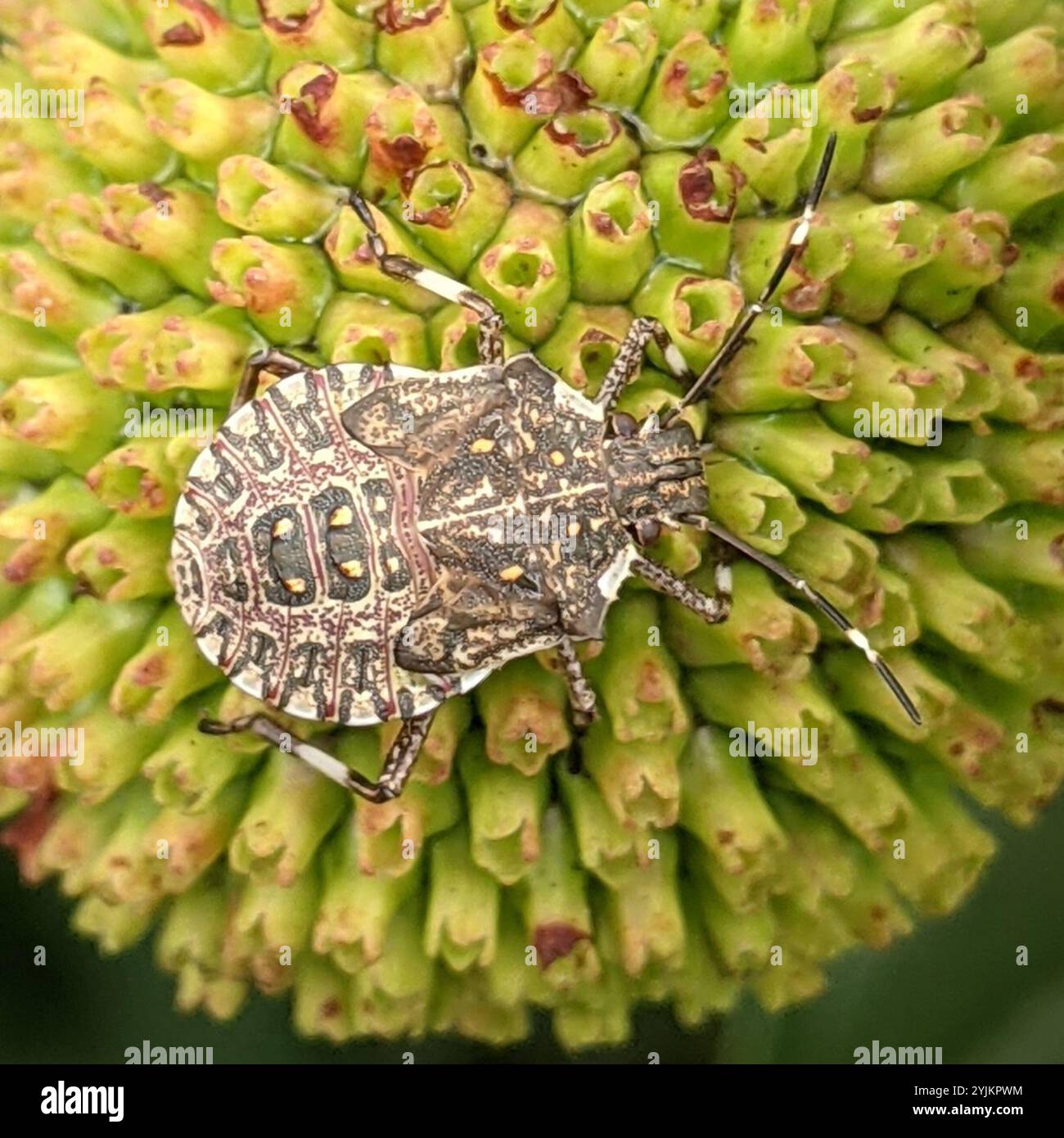 Brown Marmorated Stink Bug (Halyomorpha halys Stock Photo - Alamy