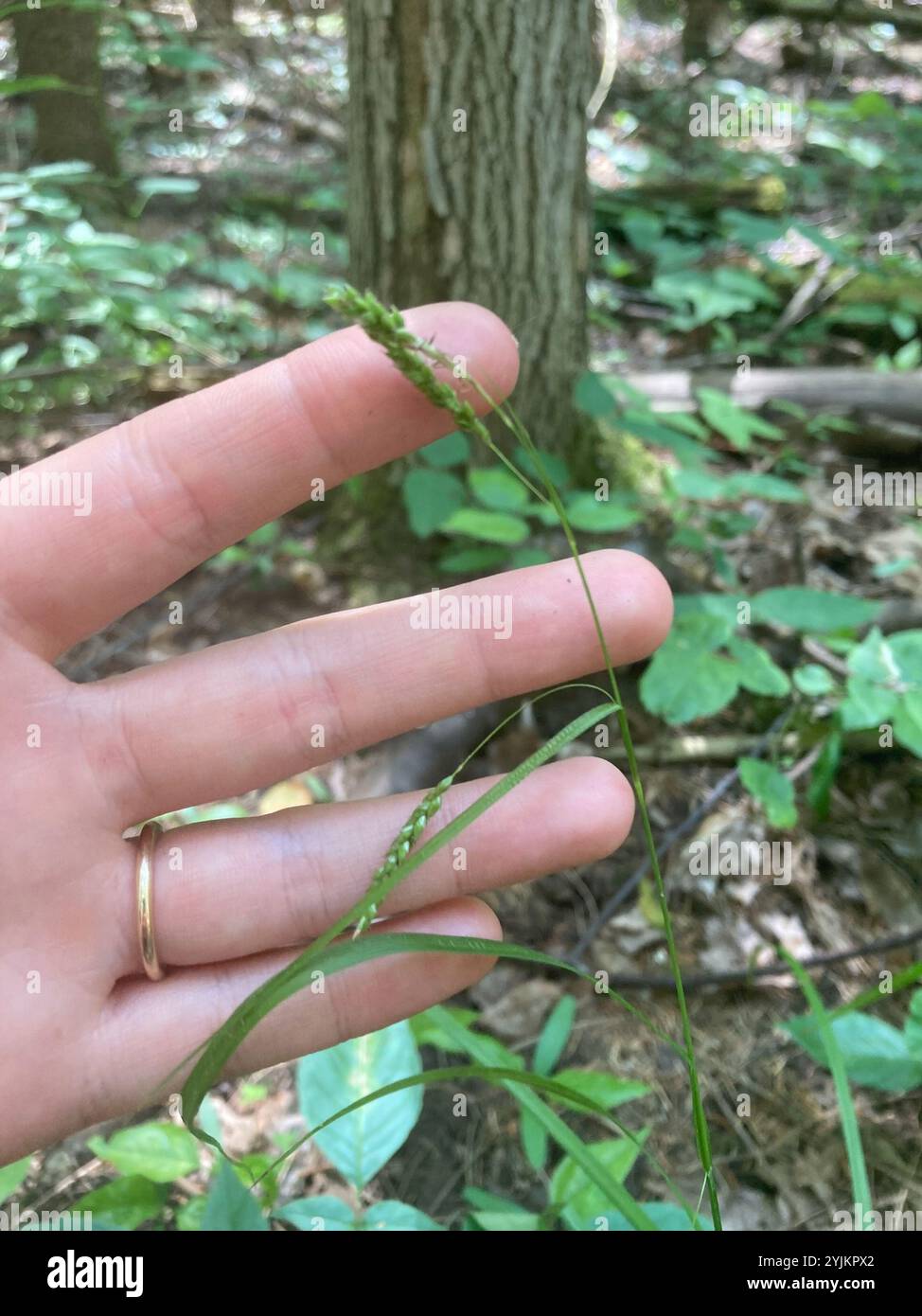 graceful sedge (Carex gracillima Stock Photo - Alamy