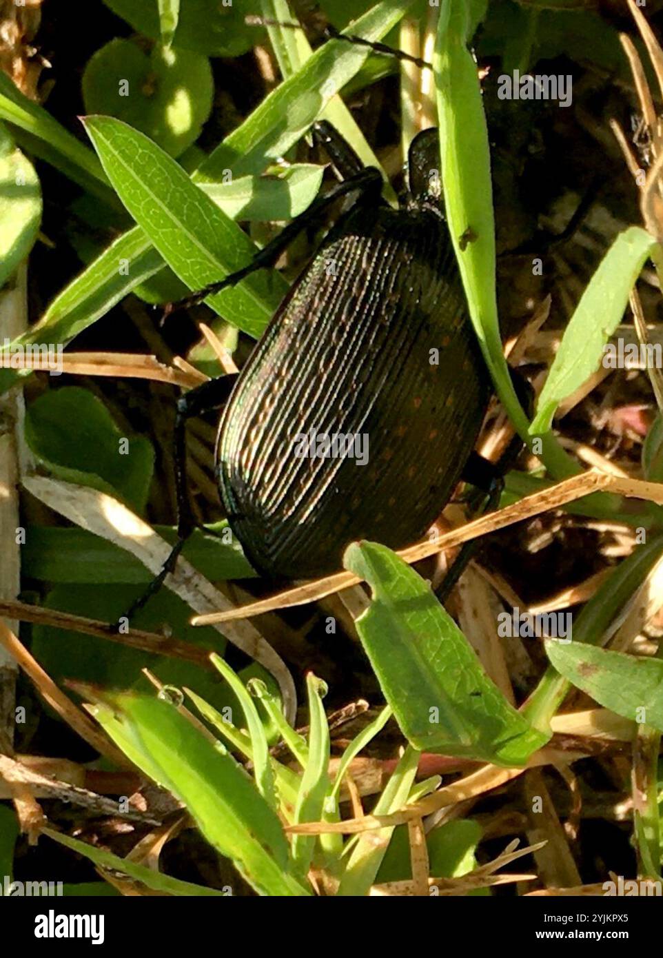 Black Caterpillar Hunter (Calosoma sayi Stock Photo - Alamy