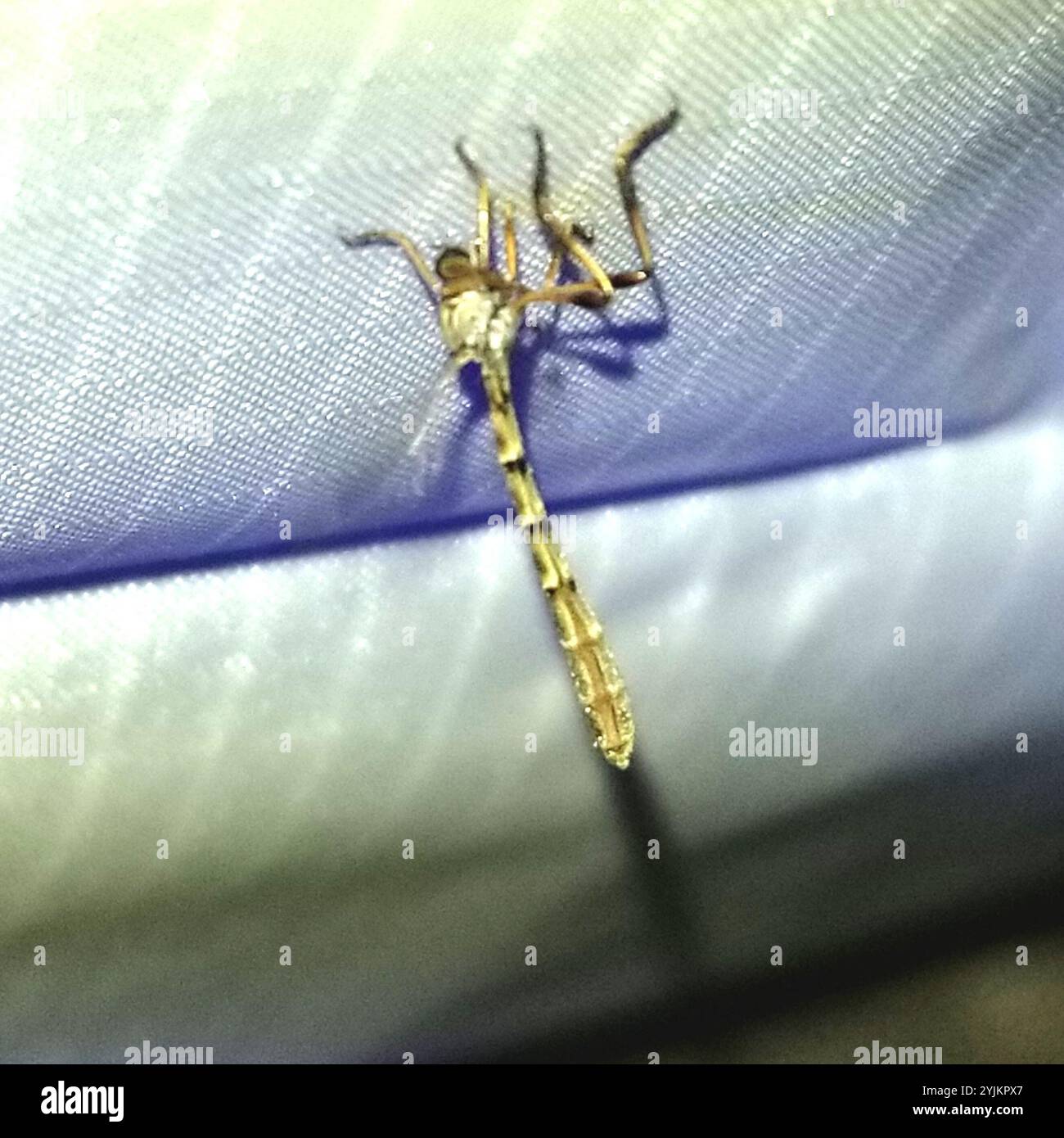 Slender Robberflies (Leptogaster Stock Photo - Alamy