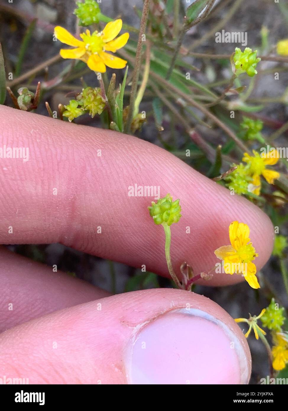 Lesser Spearwort (Ranunculus flammula Stock Photo - Alamy