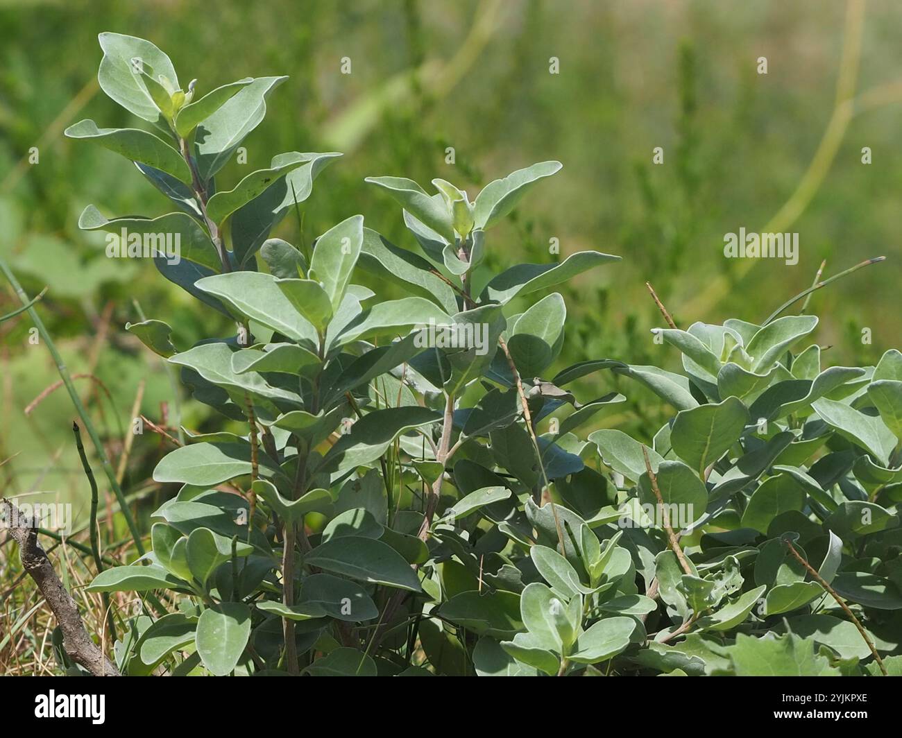 Beach vitex hi-res stock photography and images - Alamy
