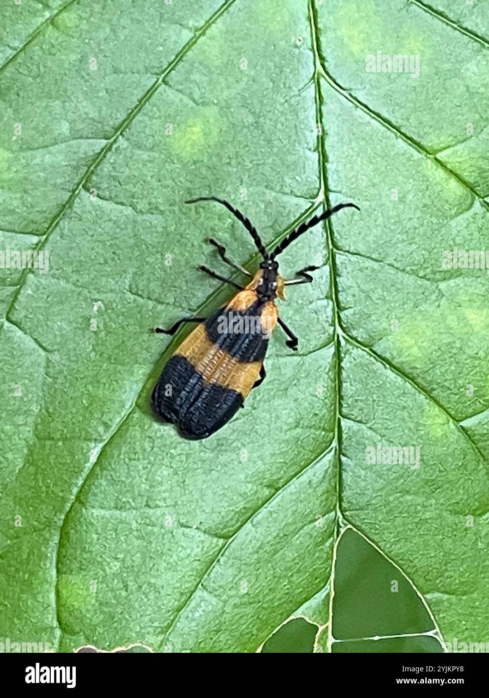 Reticulated Net-winged Beetle (Calopteron reticulatum Stock Photo - Alamy