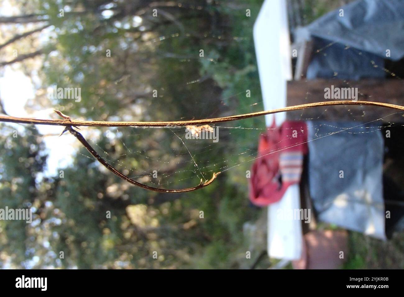 Hackled Orbweavers and Net-casting Spiders (Uloboroidea Stock Photo - Alamy