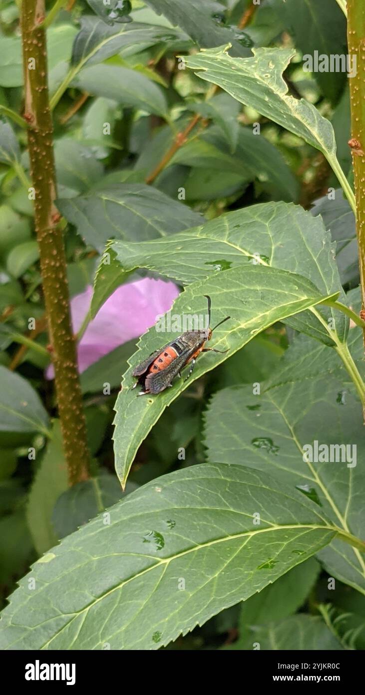 Squash Vine Borer (Eichlinia cucurbitae Stock Photo - Alamy