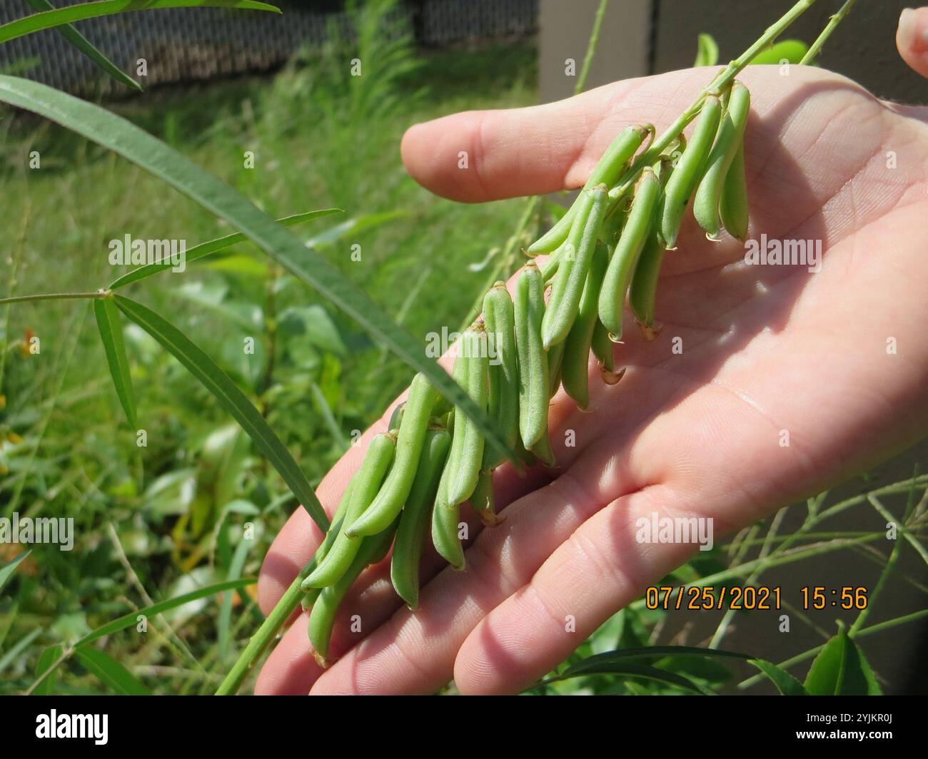 lanceleaf rattlebox (Crotalaria lanceolata Stock Photo - Alamy