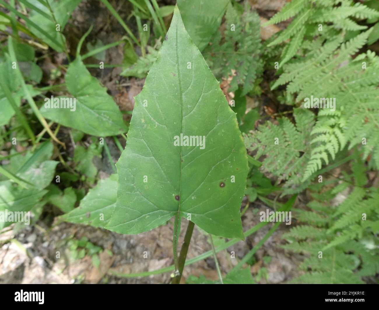 rattlesnake roots (Nabalus Stock Photo - Alamy