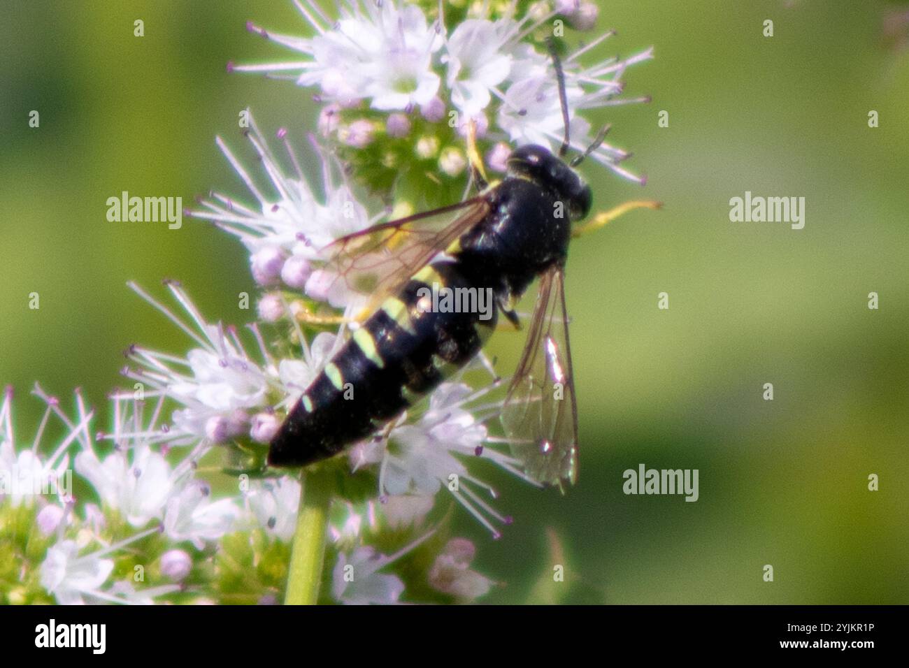 Four-banded Stink Bug Wasp (Bicyrtes quadrifasciatus Stock Photo - Alamy