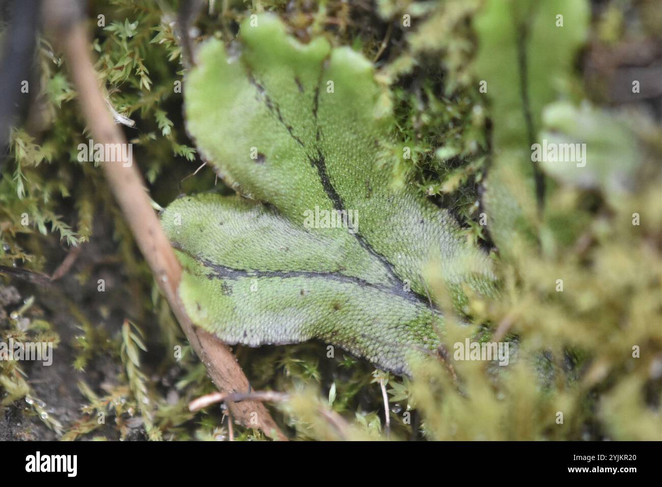 Common Liverwort (Marchantia polymorpha Stock Photo - Alamy