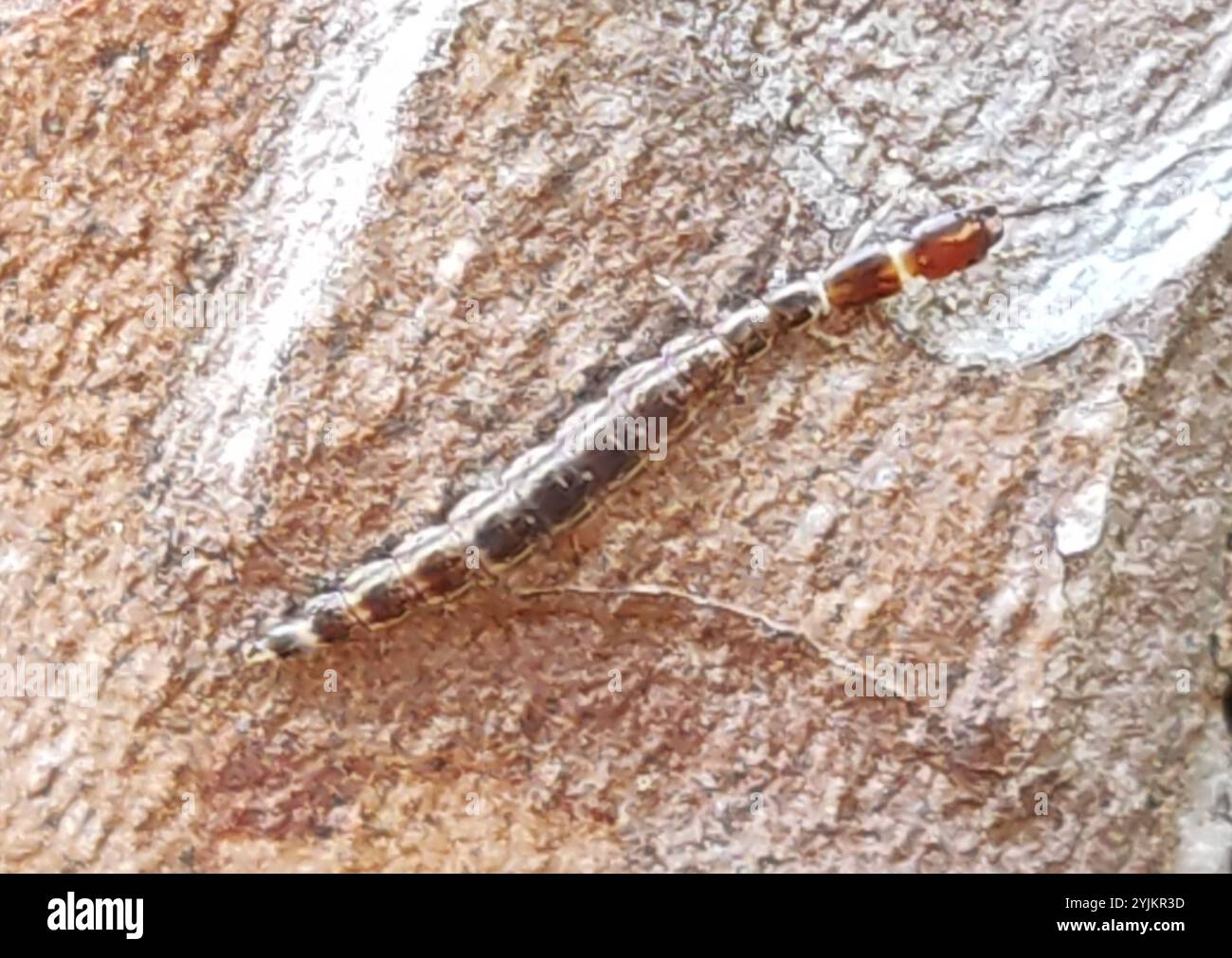 Raphidiid Snakeflies (Raphidiidae Stock Photo - Alamy
