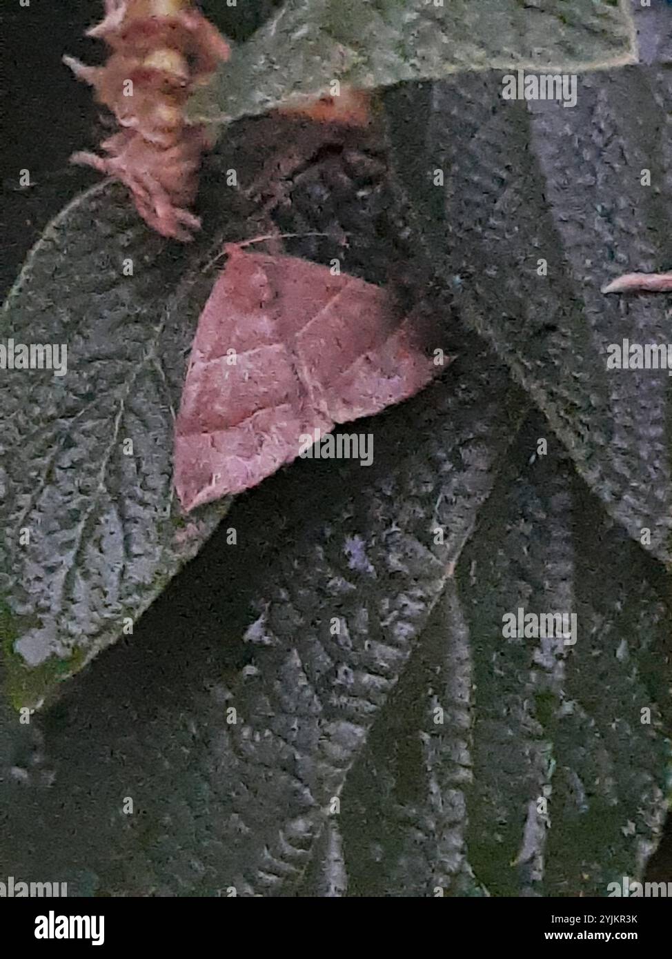 Maple Looper Moth (Parallelia bistriaris Stock Photo - Alamy