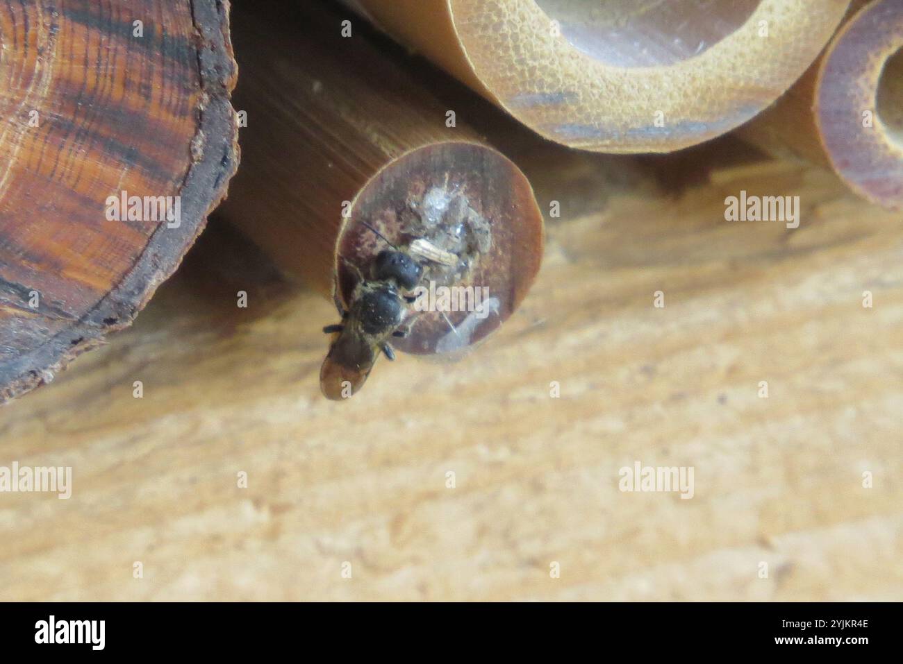 Armored resin bees hi-res stock photography and images - Alamy