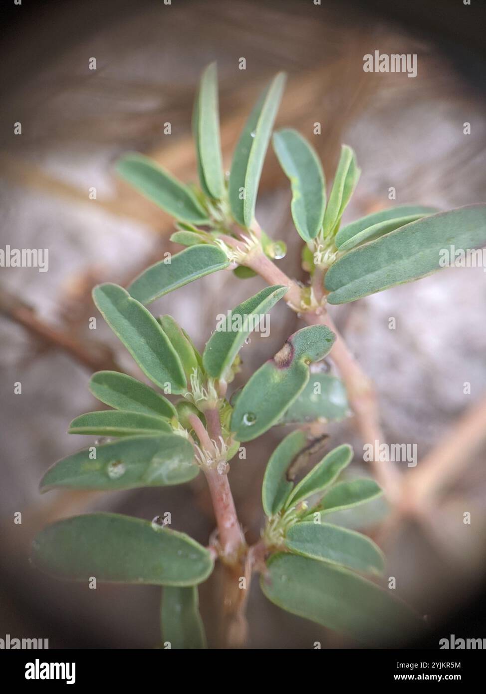 Southern Seaside Spurge (Euphorbia bombensis Stock Photo - Alamy