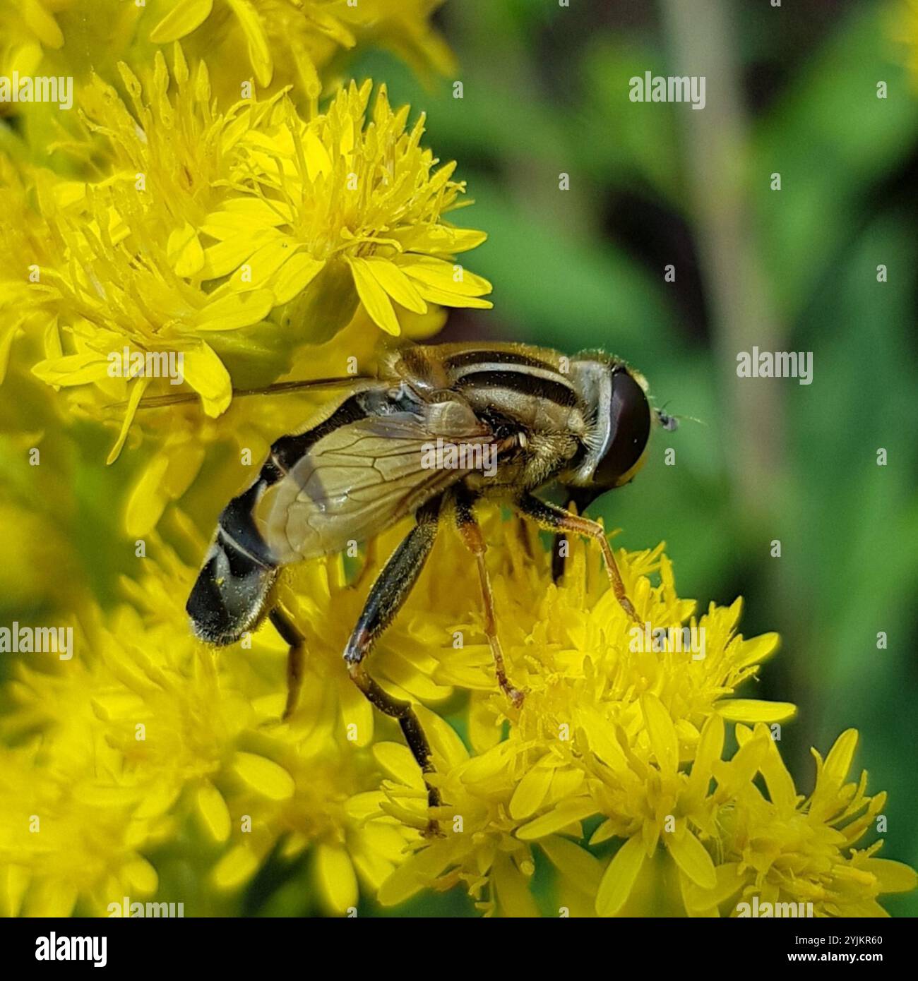 Trivittate Marsh Fly (Helophilus trivittatus Stock Photo - Alamy