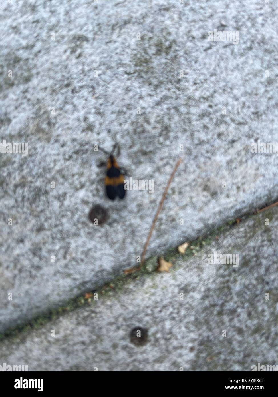 Reticulated Net-winged Beetle (Calopteron reticulatum Stock Photo - Alamy