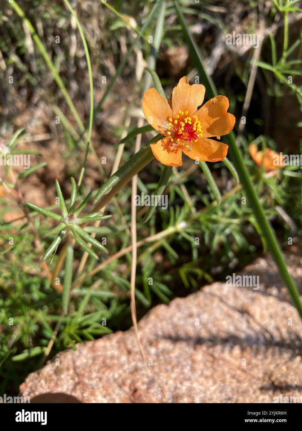 shrubby purslane (Portulaca suffrutescens Stock Photo - Alamy