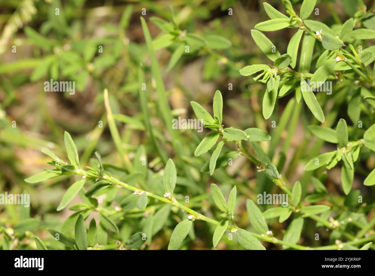 Prostrate Knotweed (Polygonum aviculare Stock Photo - Alamy