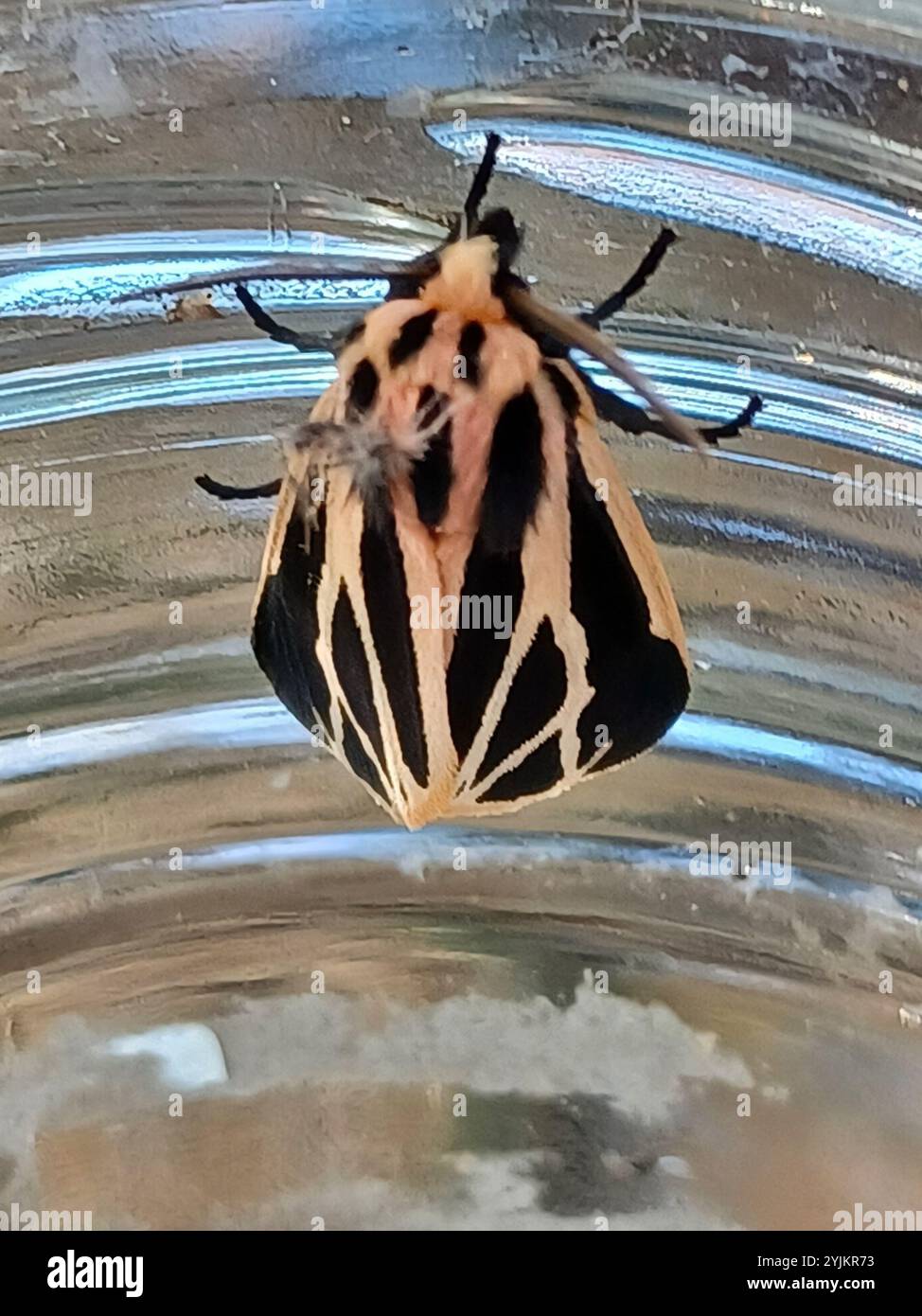 Harnessed moth hi-res stock photography and images - Alamy
