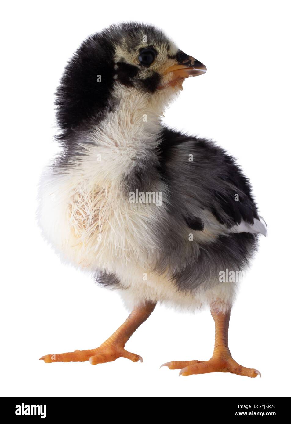 Chicken chick that is only a few days old isolated in a studio shot ...
