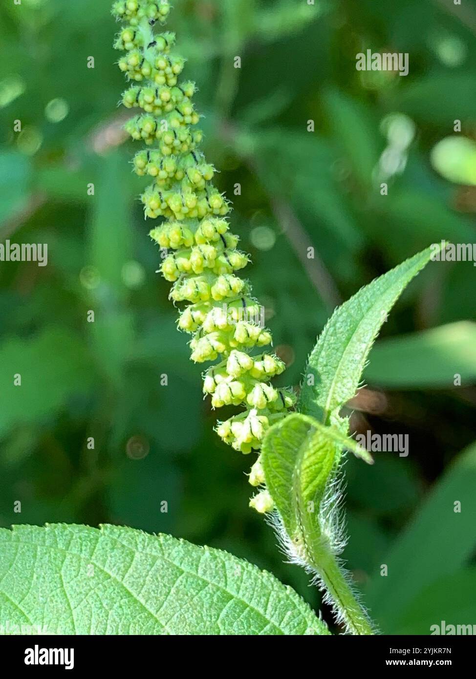 giant ragweed (Ambrosia trifida Stock Photo - Alamy