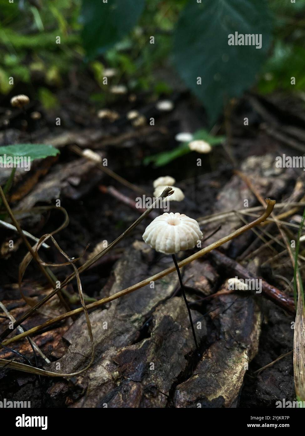 collared parachute (Marasmius rotula Stock Photo - Alamy