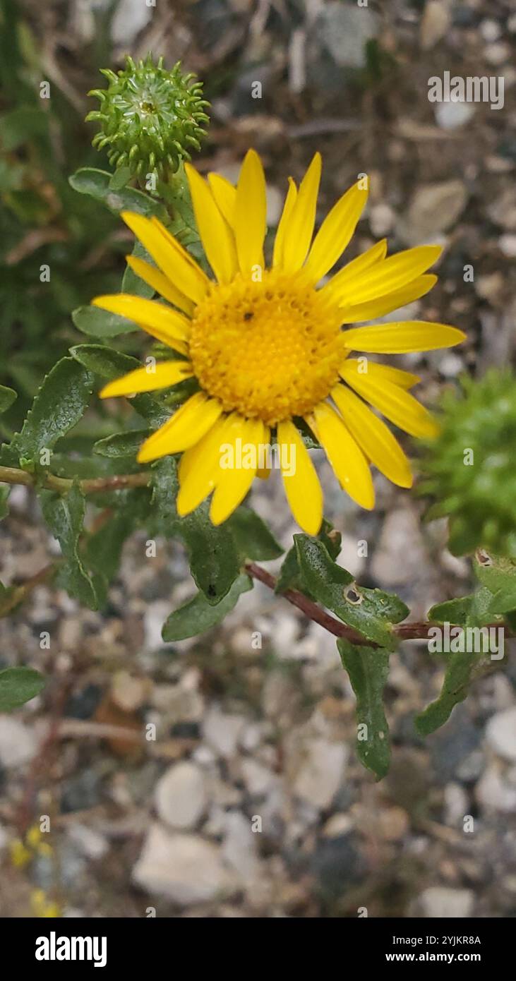Curlycup gumweed hi-res stock photography and images - Alamy