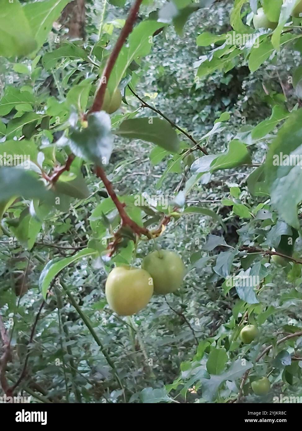 European Wild Apple (Malus sylvestris Stock Photo - Alamy