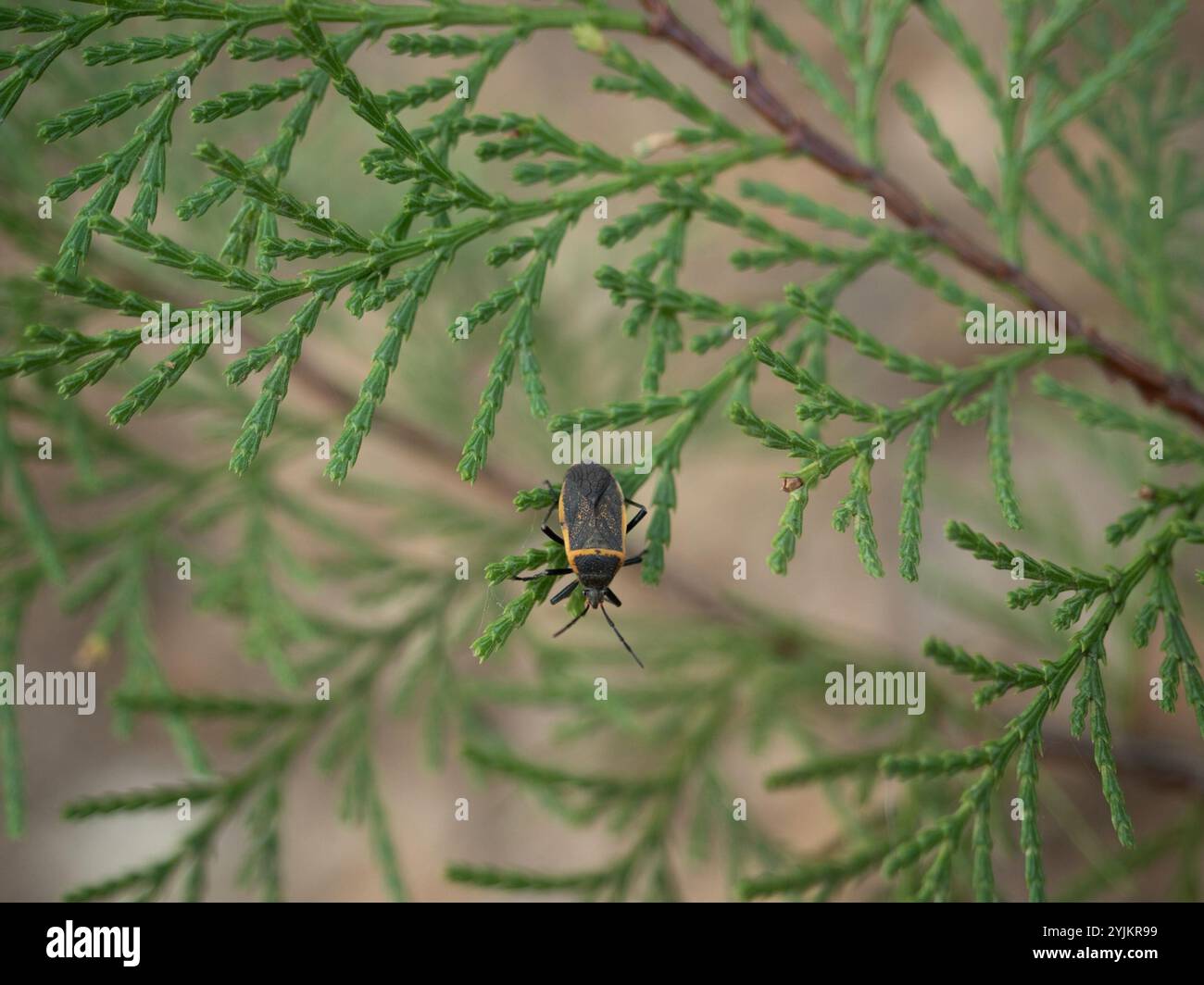 California Bordered Plant Bug (Largus californicus Stock Photo - Alamy