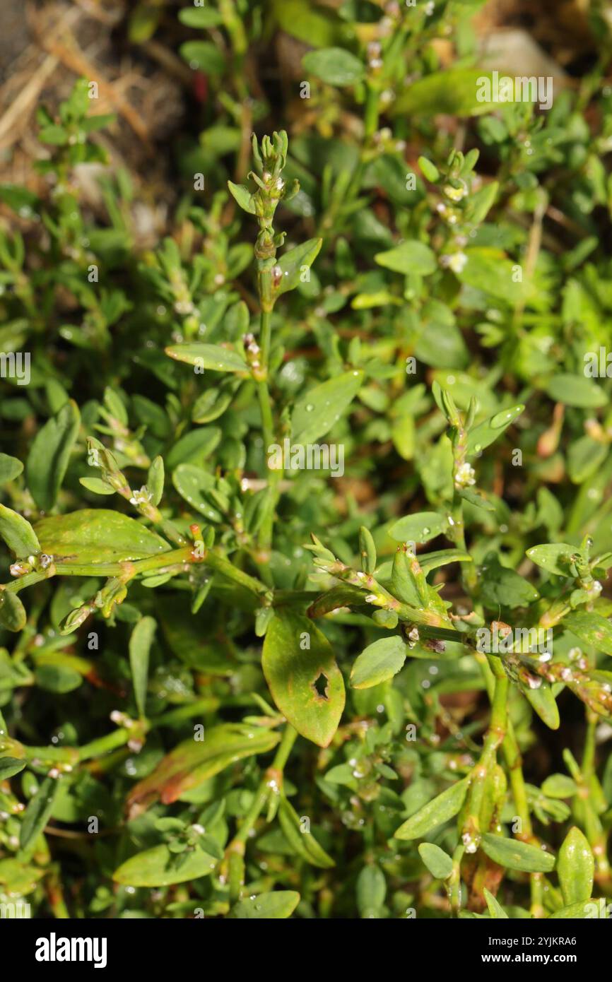 Prostrate knotweed hi-res stock photography and images - Alamy