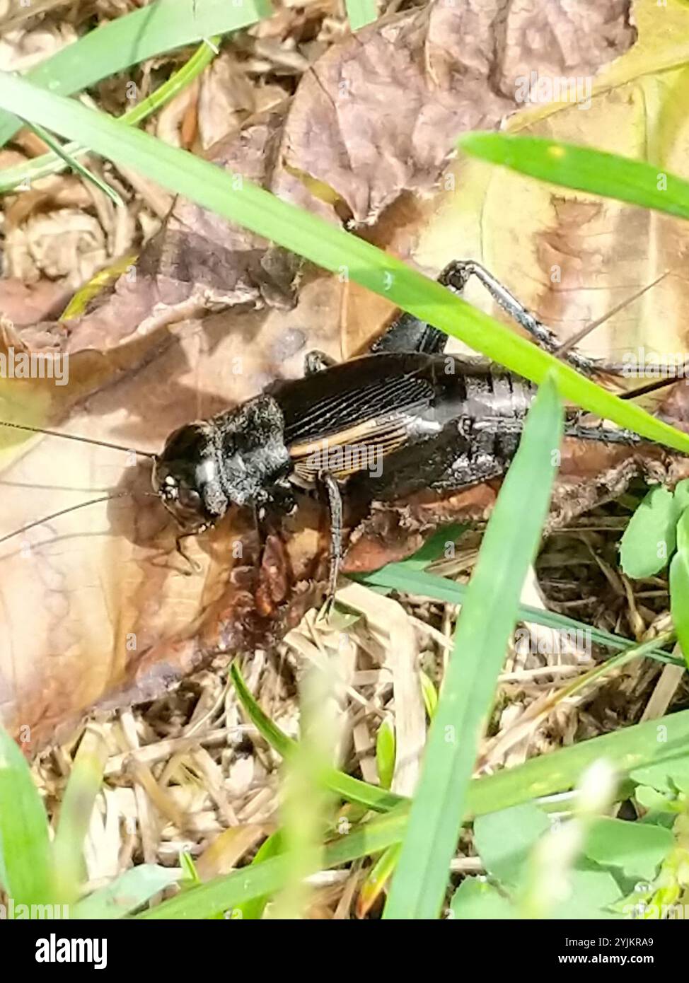 Fall Field Cricket (Gryllus pennsylvanicus Stock Photo - Alamy