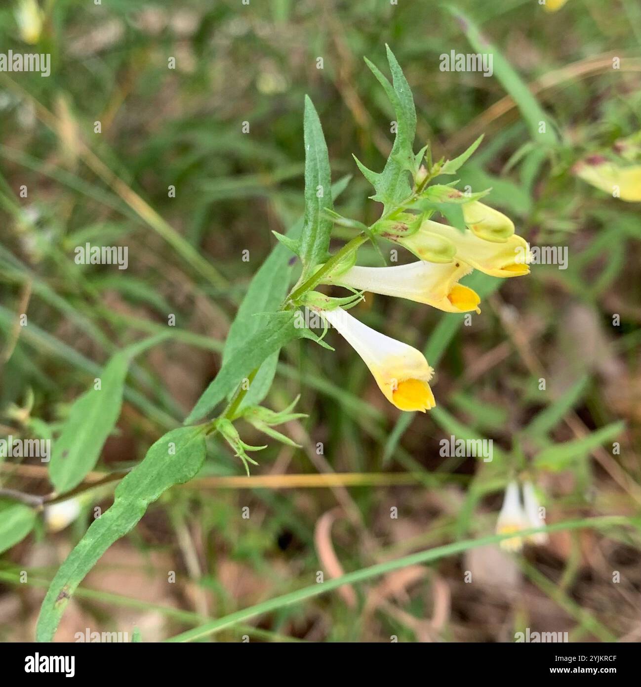 Common Cow-wheat (Melampyrum pratense Stock Photo - Alamy