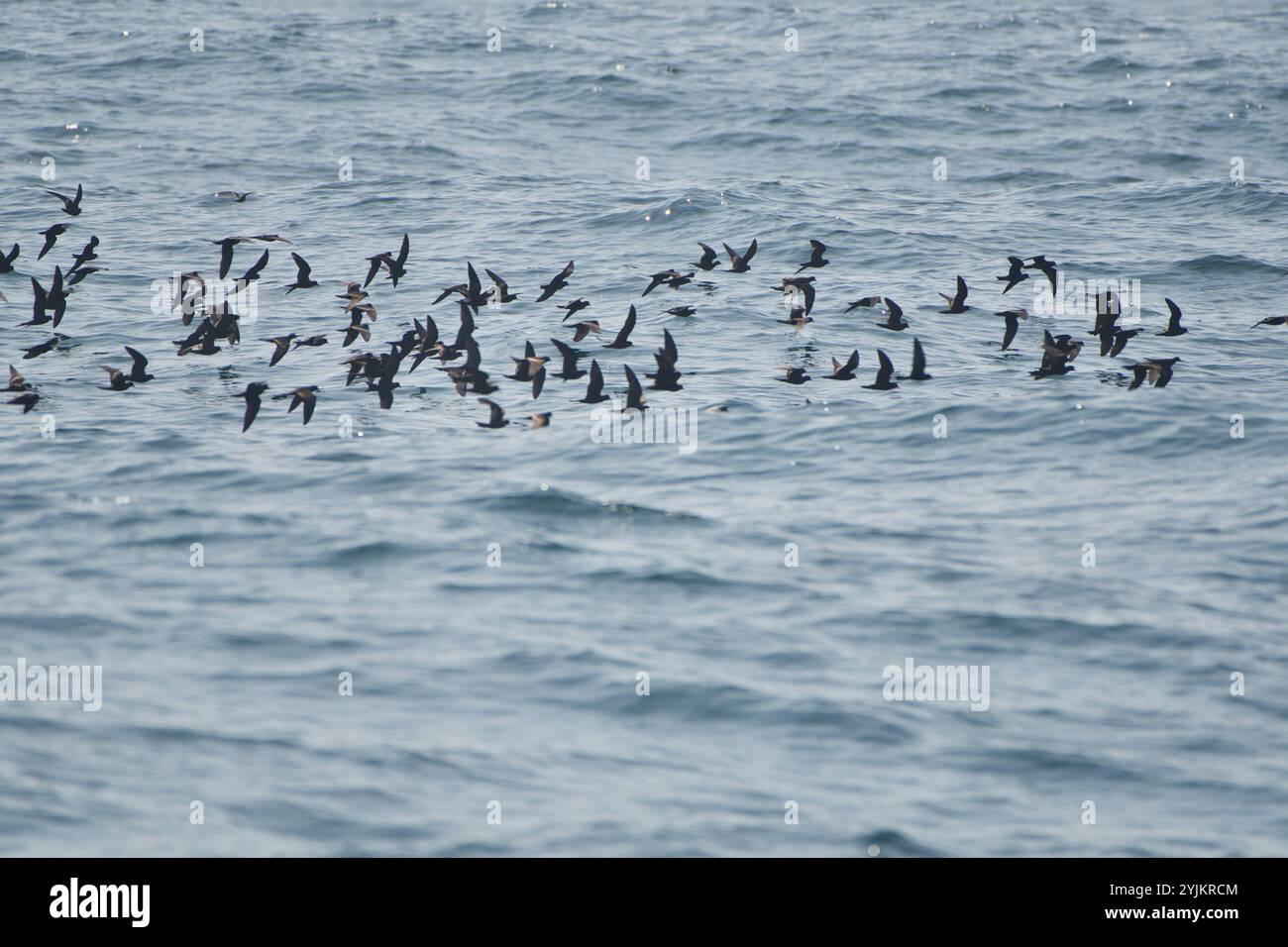 Northern Storm-Petrels (Hydrobates Stock Photo - Alamy