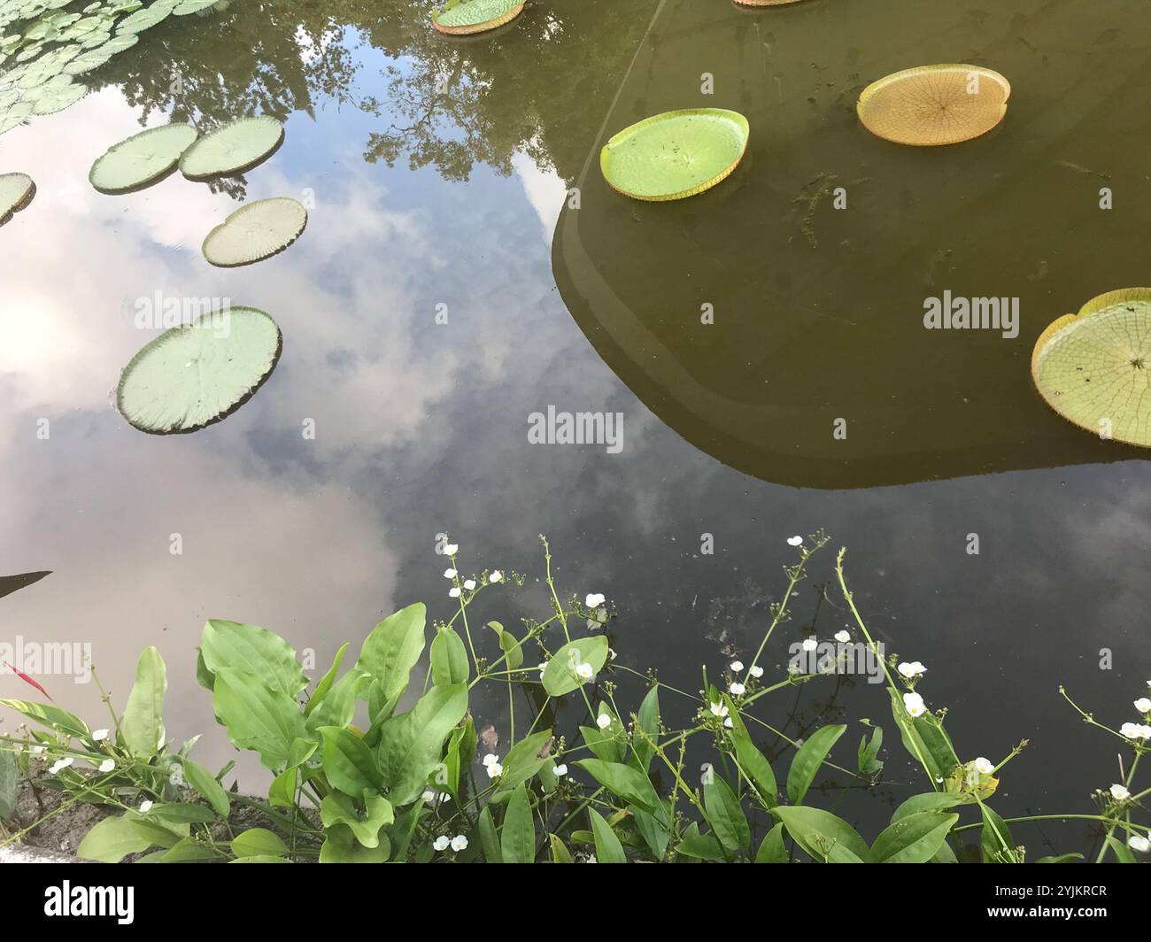 Water-Plantain family (Alismataceae Stock Photo - Alamy