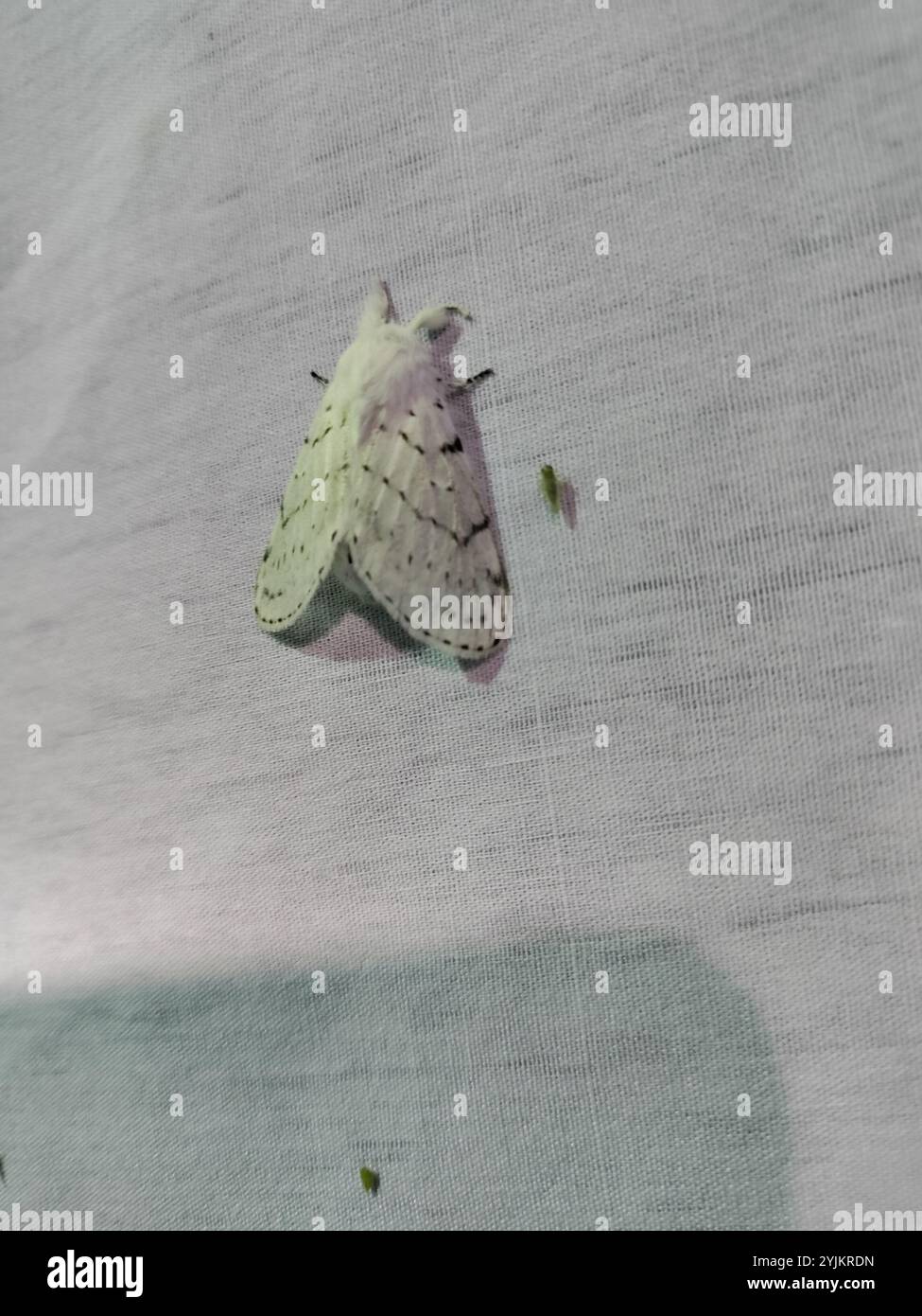 Dot-lined White (Artace cribrarius Stock Photo - Alamy