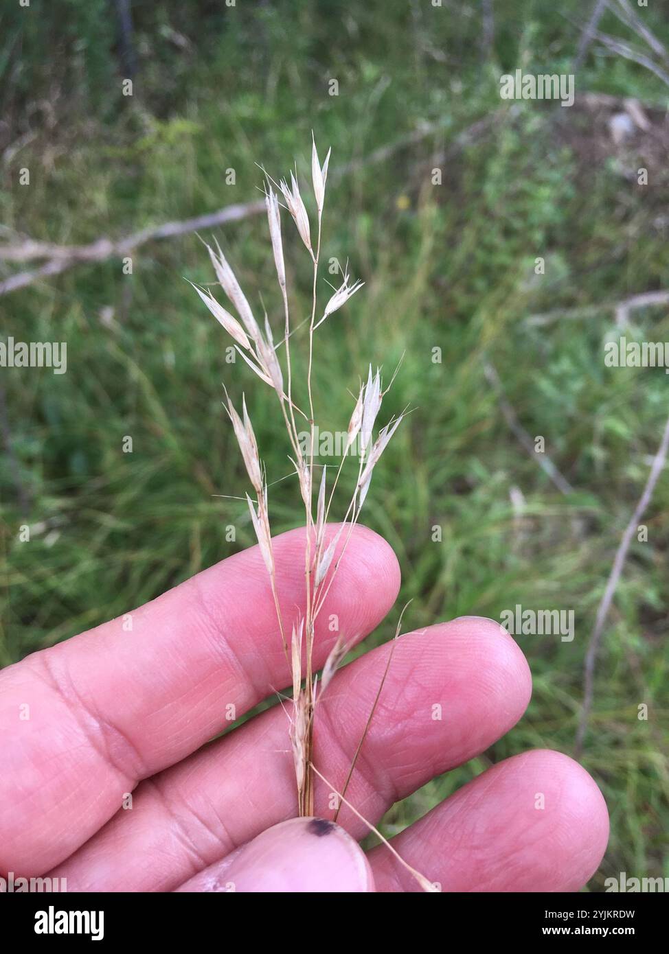 Poverty oatgrass (Danthonia spicata Stock Photo - Alamy