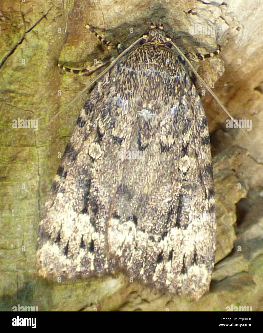 American Copper Underwing (Amphipyra pyramidoides Stock Photo - Alamy