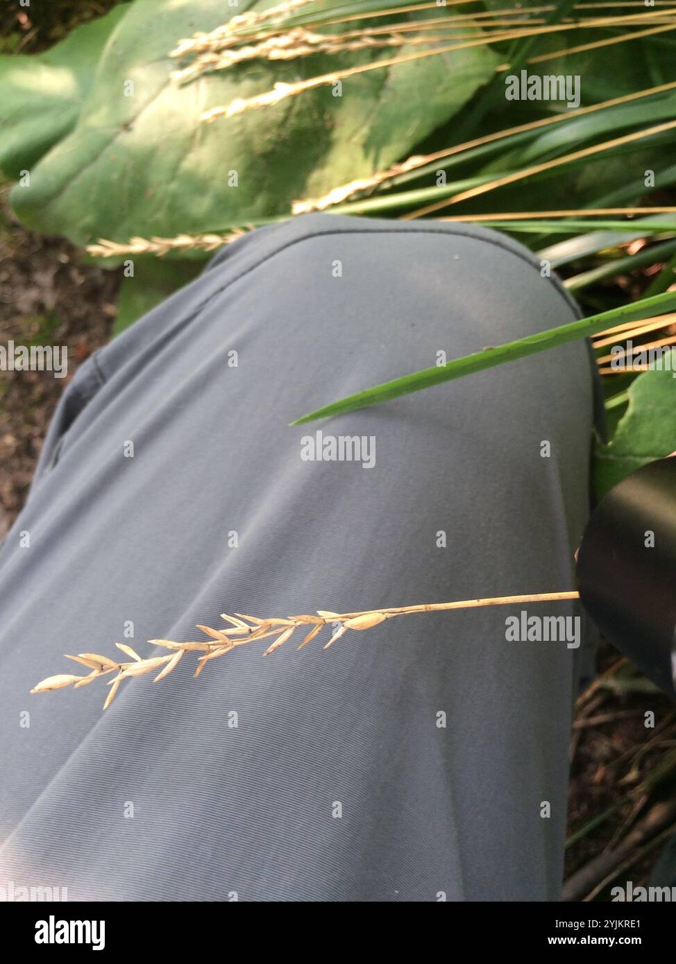 White-grained Mountain-ricegrass (Oryzopsis asperifolia Stock Photo - Alamy