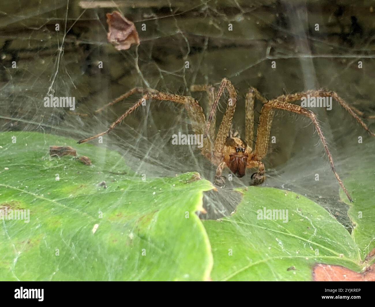Grass Spiders (Agelenopsis Stock Photo - Alamy