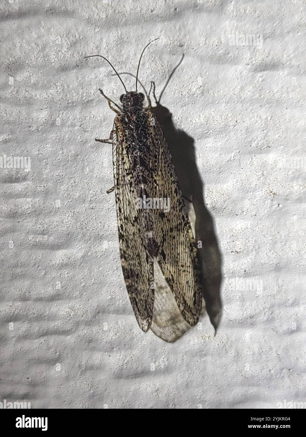 Giant Lacewing (Polystoechotes punctata Stock Photo - Alamy