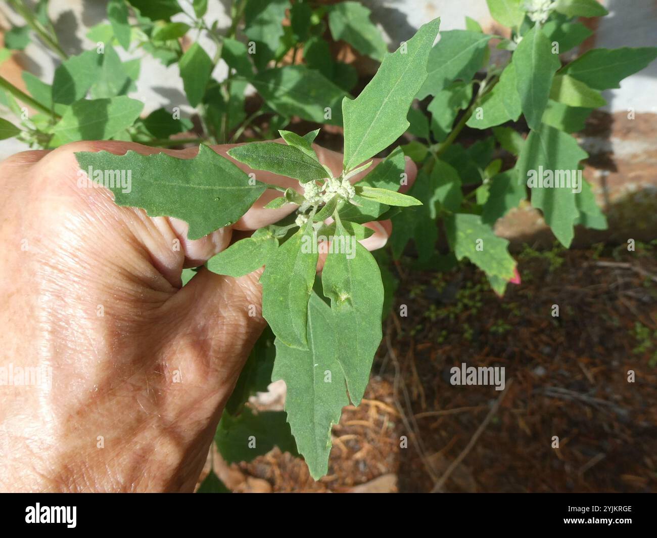 Common Lambsquarters (Chenopodium album Stock Photo - Alamy