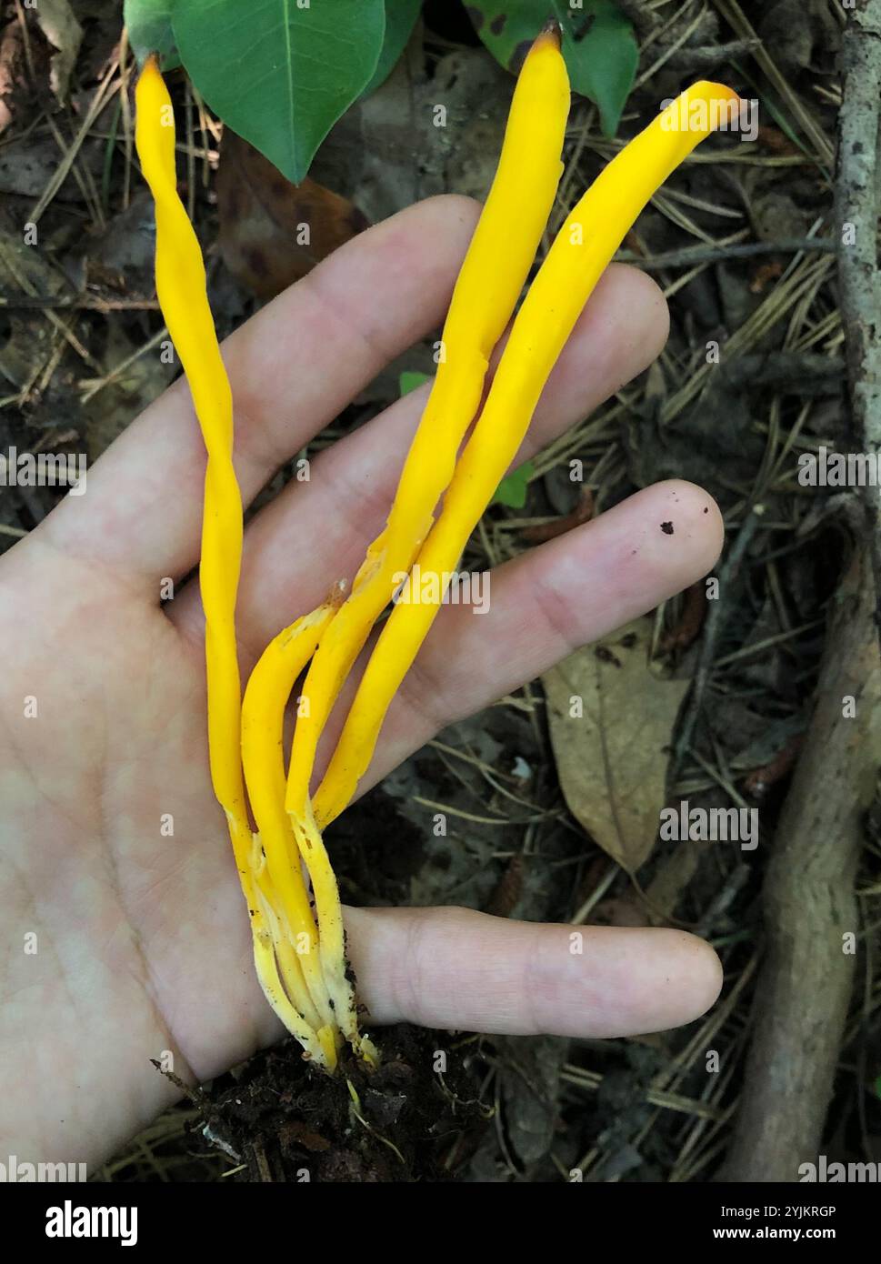 Golden Spindles (Clavulinopsis fusiformis Stock Photo - Alamy