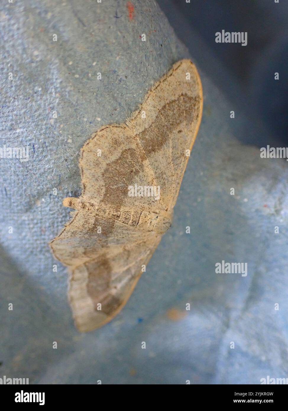 Riband Wave (Idaea aversata Stock Photo - Alamy