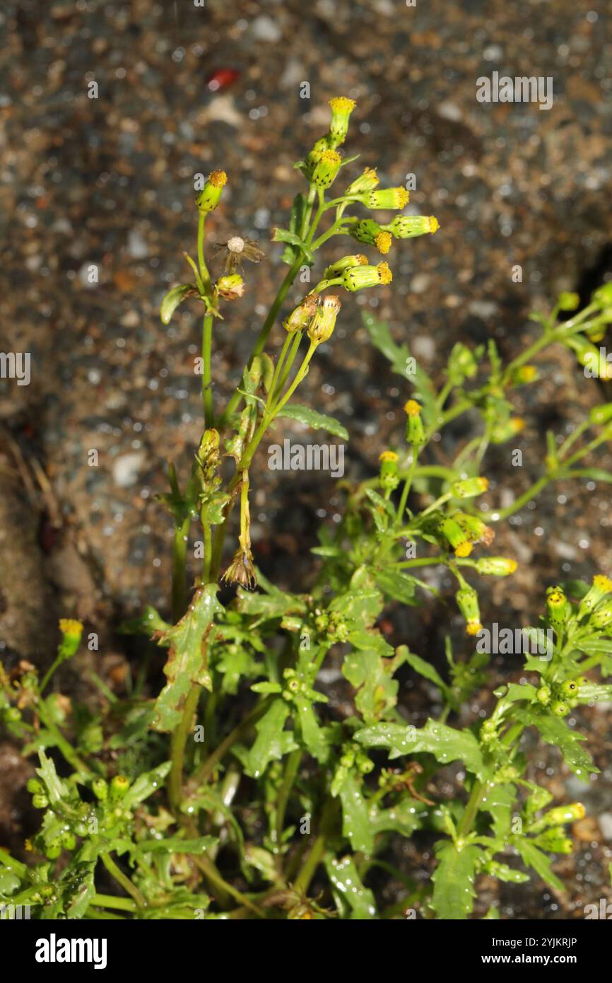 common groundsel (Senecio vulgaris Stock Photo - Alamy