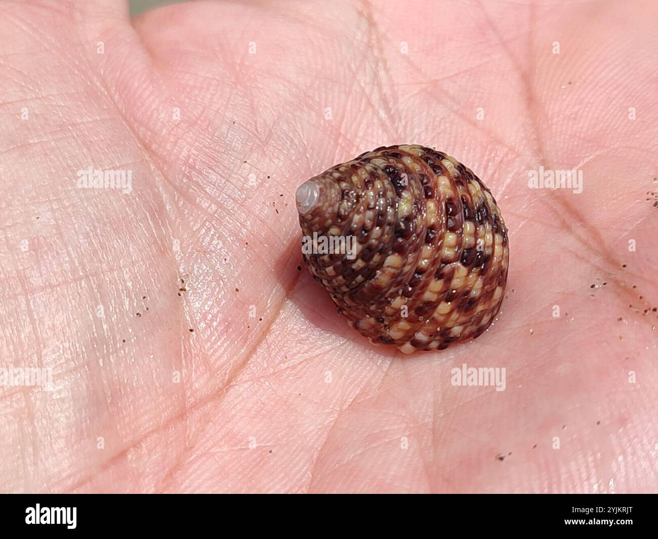 Monodonta labio hi-res stock photography and images - Alamy