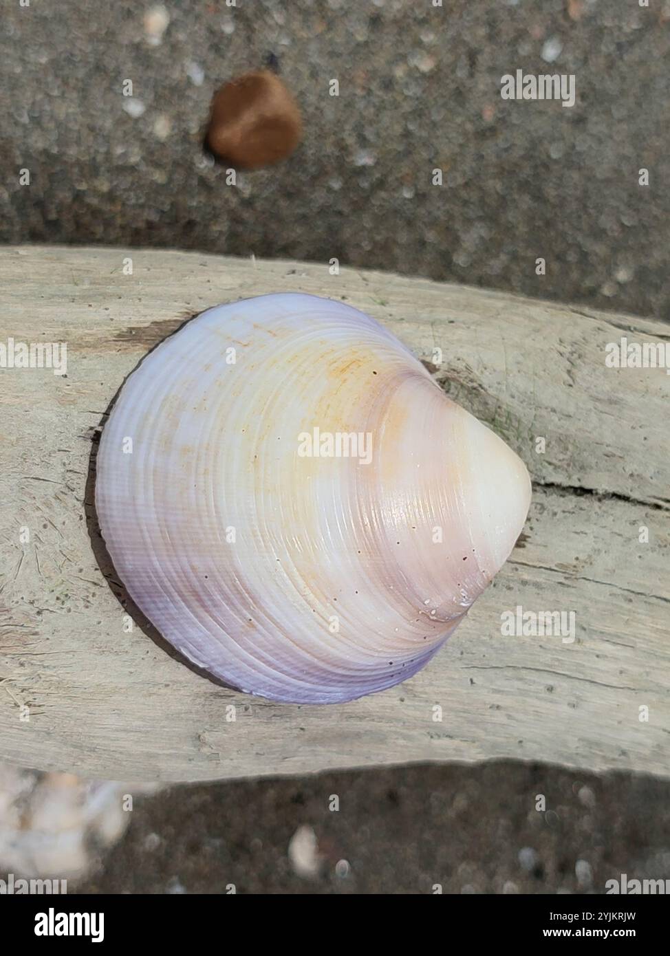 Chinese Venus Clam (Cyclina sinensis Stock Photo - Alamy