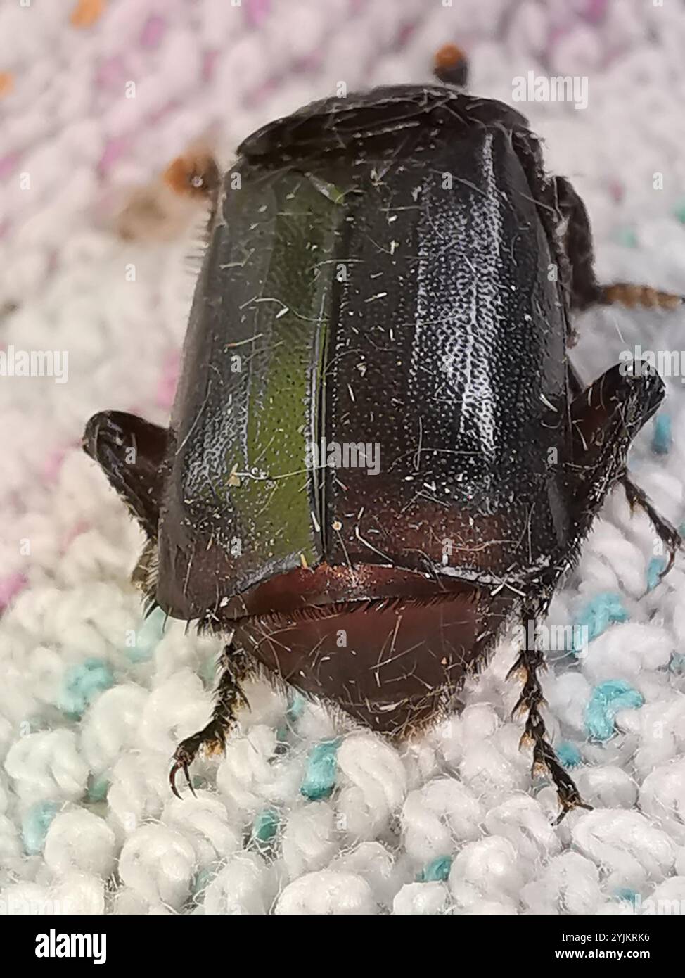 Nicrophorus humator hi-res stock photography and images - Alamy