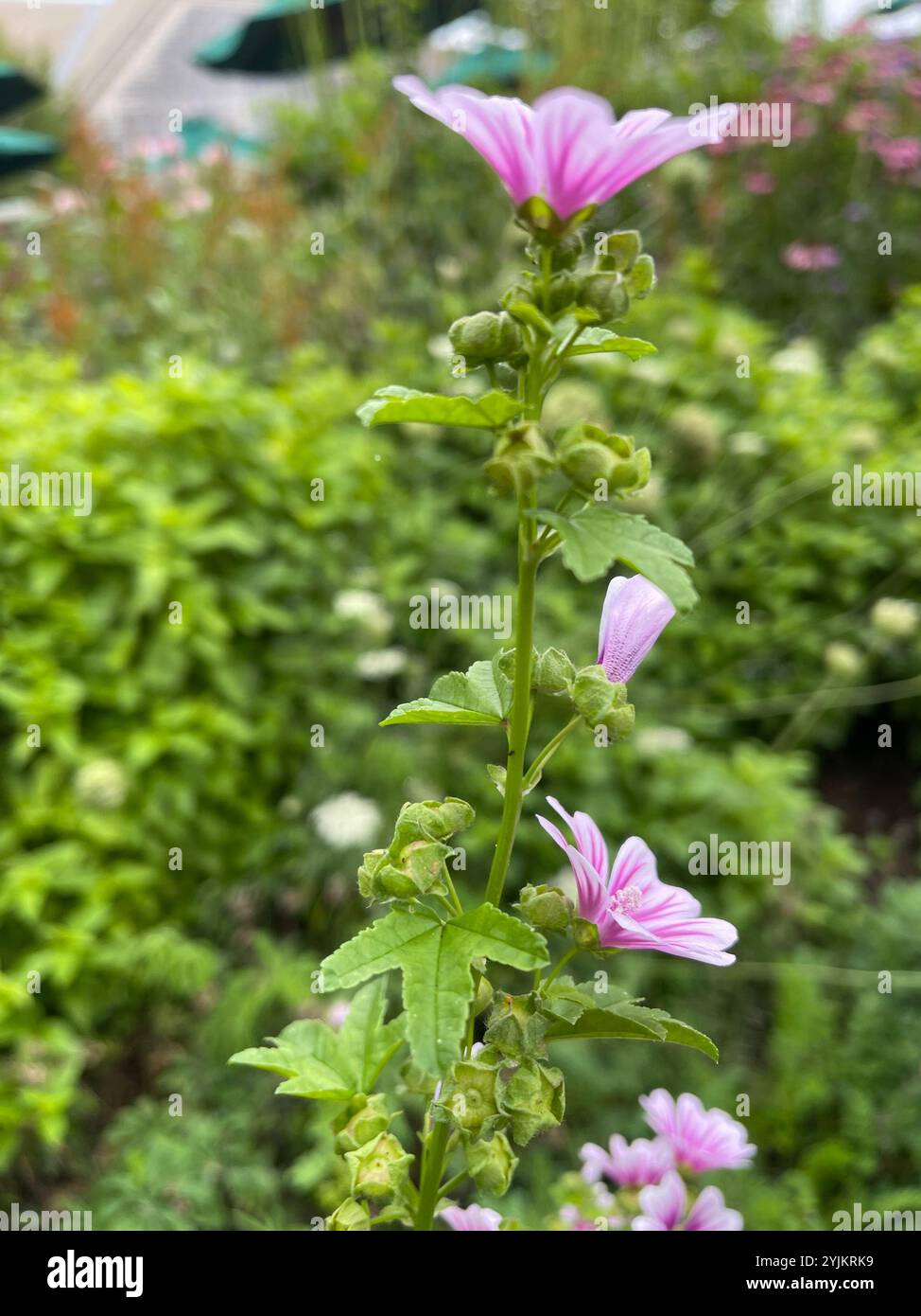 Common Mallow (Malva sylvestris Stock Photo - Alamy