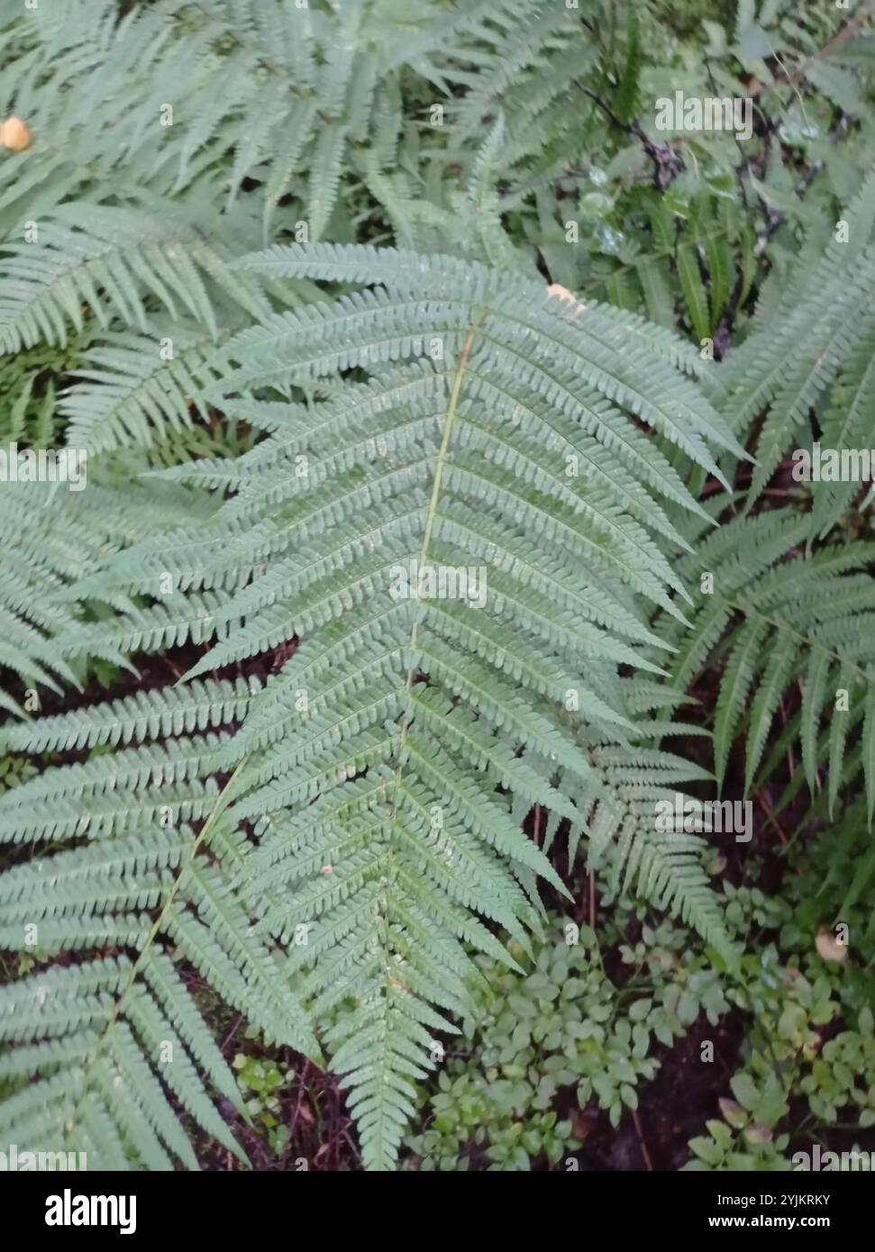 male fern (Dryopteris filix-mas Stock Photo - Alamy