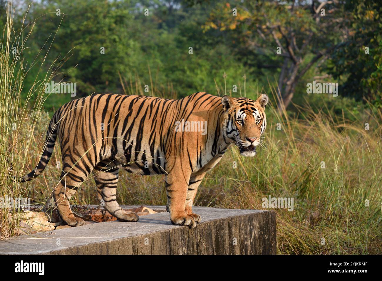 Indian tiger cubs panthera hi-res stock photography and images - Alamy